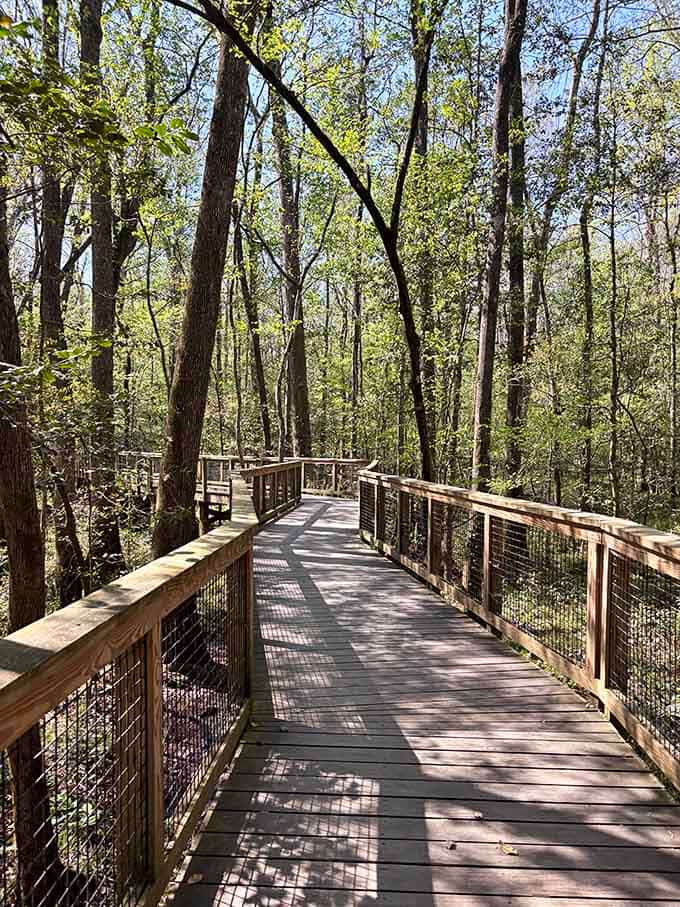 Elevated boardwalks wind through towering trees, letting you walk among giants without disturbing the forest floor below.