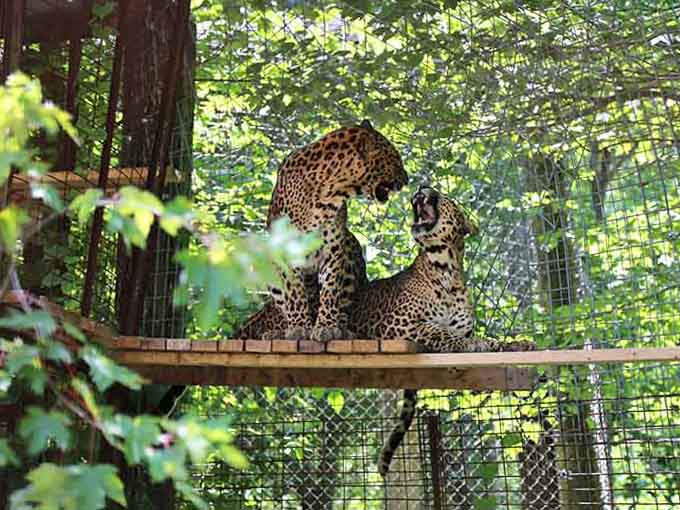 These magnificent leopards lounging on their platform prove that retirement can be absolutely gorgeous when done right.