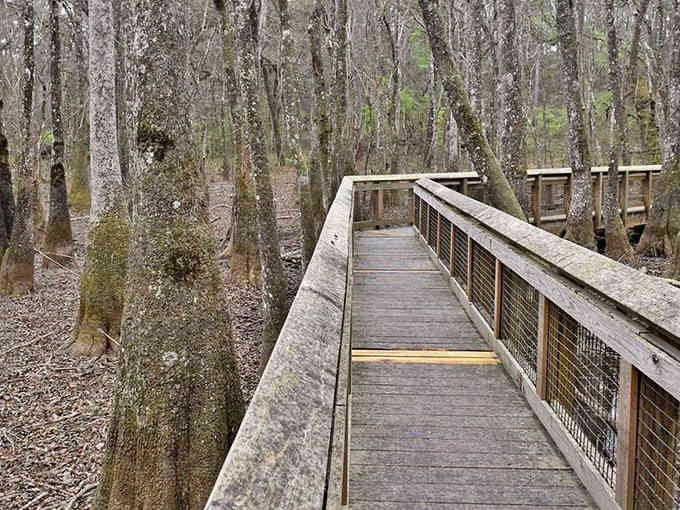 The boardwalk winds through swamp forest where cypress knees poke up like wooden sculptures from another era.