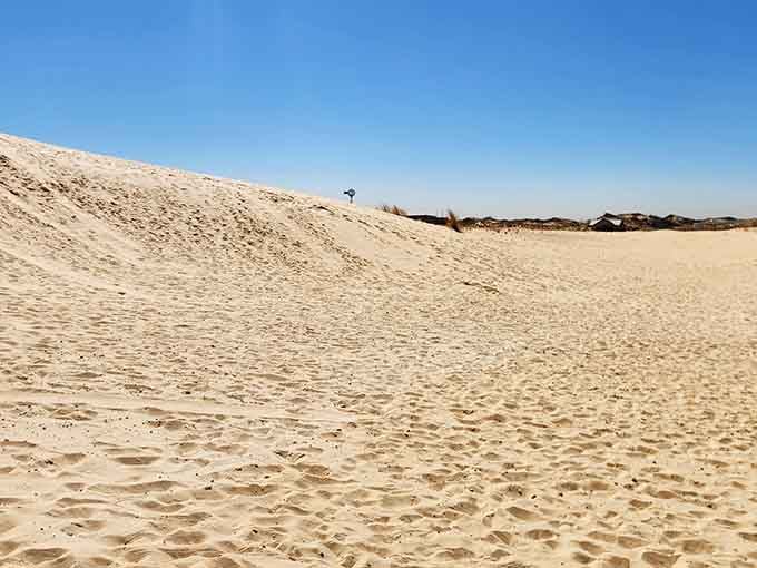 Sand dunes roll endlessly toward the horizon, their smooth curves and ripples looking like frozen waves in a golden ocean.