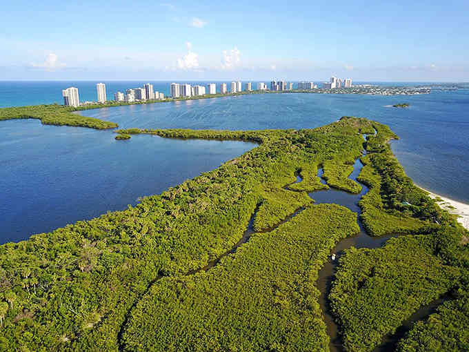 Mangrove forests create natural barriers along the coast, protecting the shoreline while providing homes for countless creatures beneath the surface.