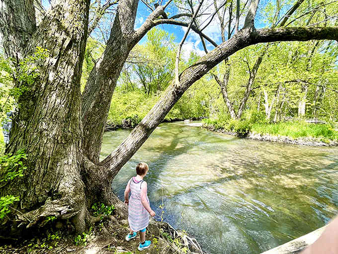 Crystal-clear water rushes past ancient trees while a young explorer discovers the simple joy of wading in nature's own playground.