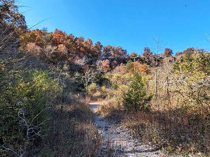 This rustic trail winds through fall colors like a path through a living watercolor painting.