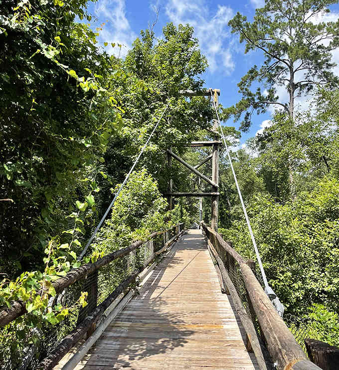 A suspension bridge stretches through green forest canopy, inviting explorers to walk above the treetops like modern-day Tarzans.