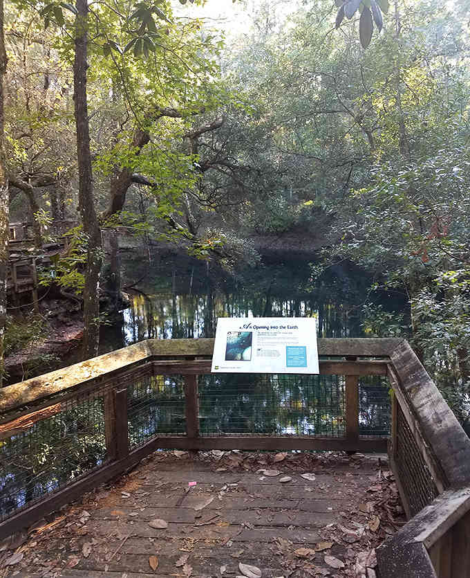 Sunlight filters through trees to illuminate a mysterious sinkhole pool, nature's own window into the aquifer below.
