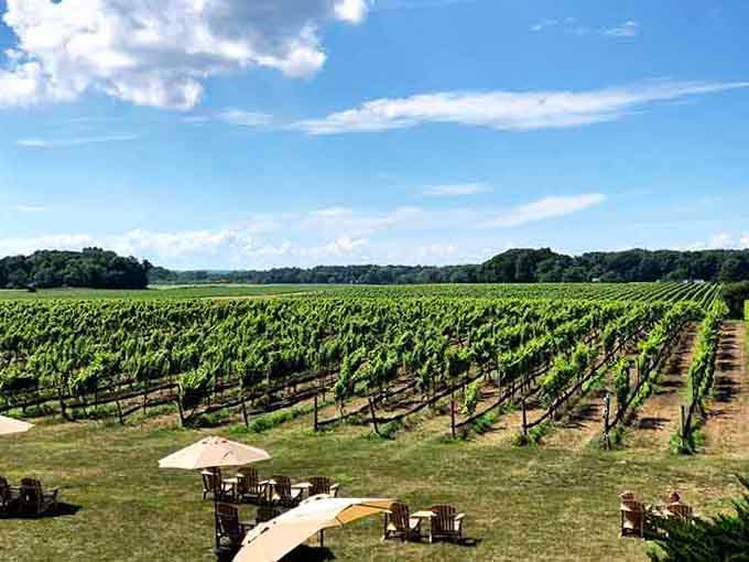 Endless rows of green vines stretch toward the horizon under clouds that look painted by hand.