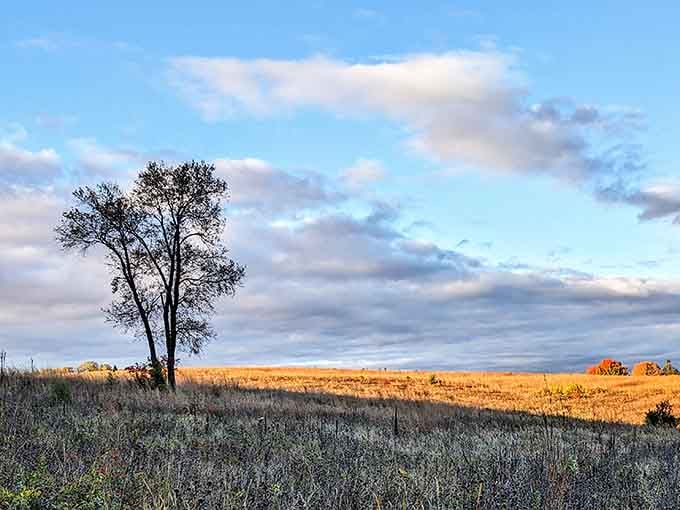 Prairie grass catching light like nature's own special effects department showed up to work that day.