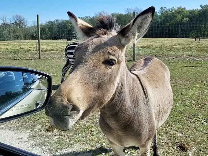 This donkey's got that "I know I'm adorable" look down to an absolute science.