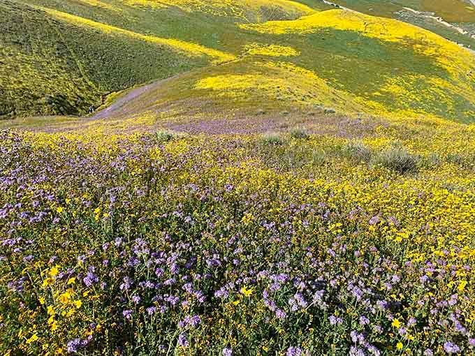 Layers of wildflowers create a natural rainbow that would make a box of crayons jealous of the color selection.