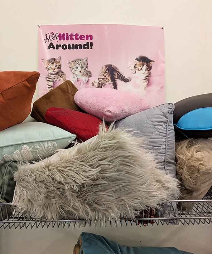 Those adorable kittens remind shoppers that every pillow purchased helps real animals find their forever homes and loving families.