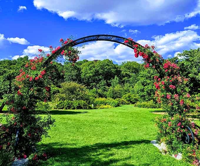 Climbing roses frame this archway like nature's own wedding venue, romance included at no extra charge.
