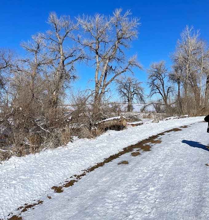 Snow-dusted trails transform Barr Lake into a winter wonderland where eagles rule the frozen landscape below.