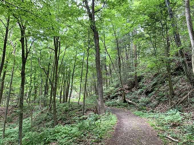 This forest path whispers "adventure ahead" while also promising you won't need mountaineering gear to find it.