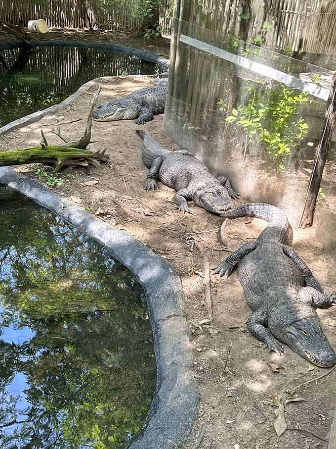 Alligators lounging together like old friends at a poker game, minus the cards and cigars.