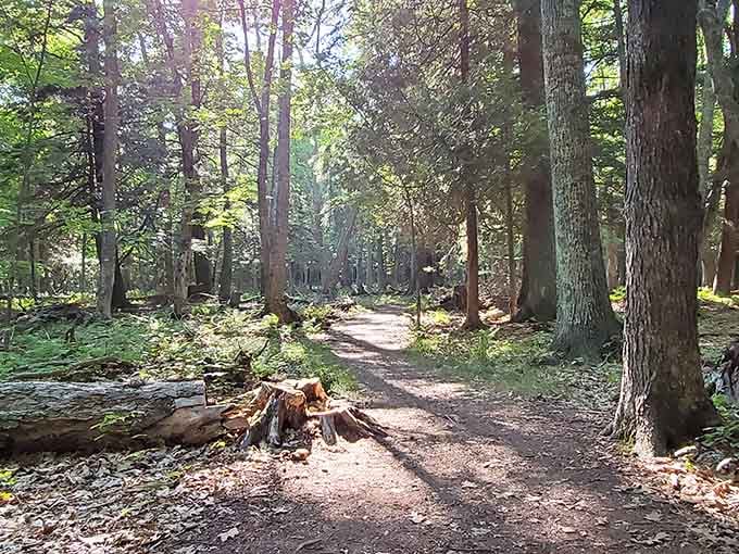 Sunlight filtering through the forest canopy creates the kind of natural lighting Instagram filters try desperately to imitate.