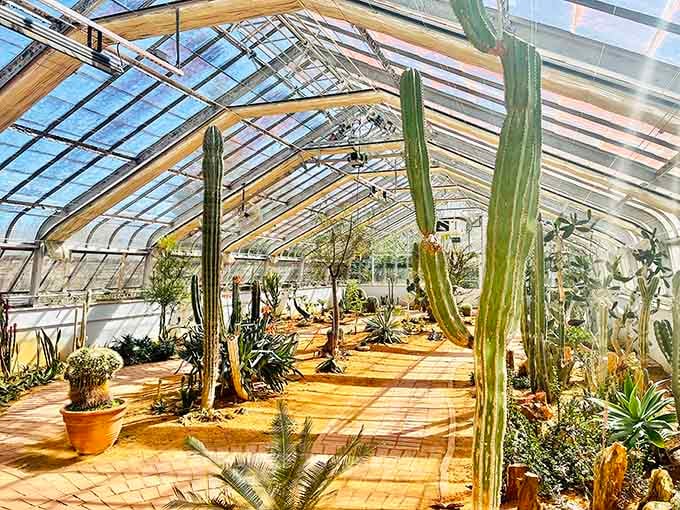 Towering cacti under glass prove that even desert dwellers appreciate a good roof over their prickly heads.