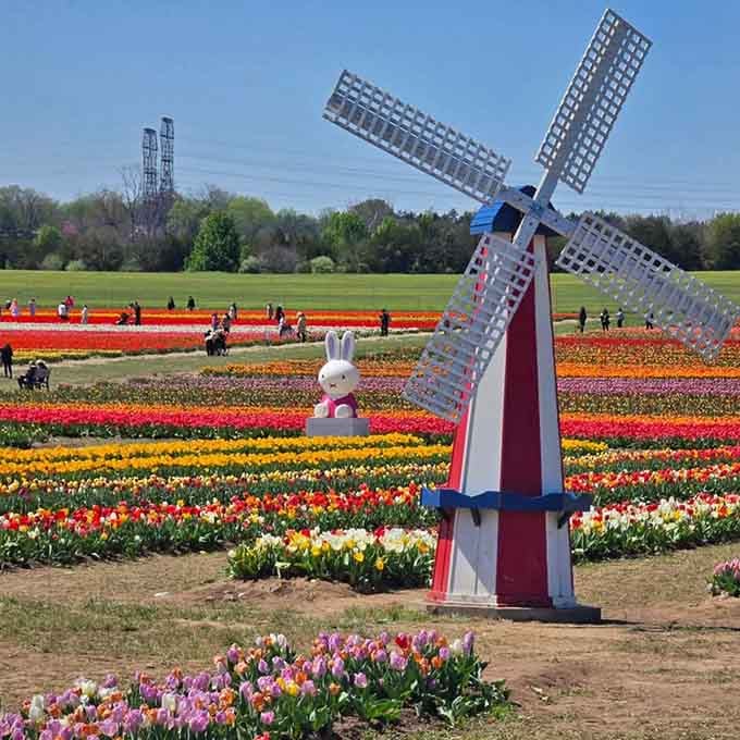 That giant bunny photobombing the windmill knows exactly what it's doing, and we're here for it completely.