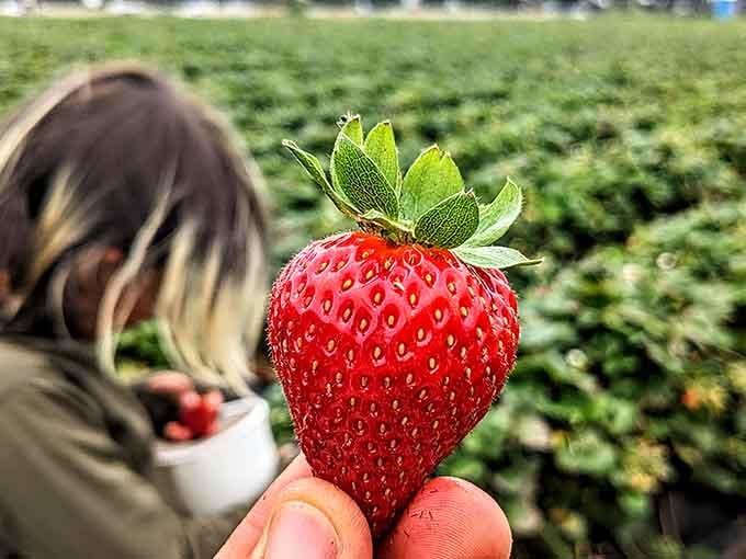 Holding perfection in your fingers, you'll wonder how supermarket berries ever fooled you into thinking they were acceptable.