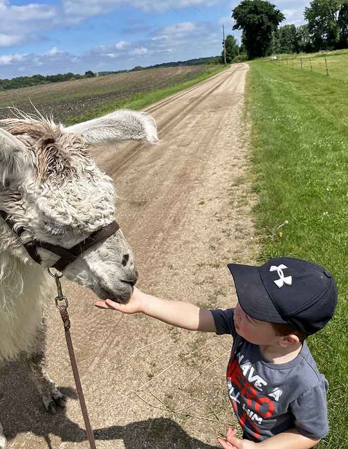 Pure trust between a kid and a llama, proving that the best friendships don't require words, just snacks.