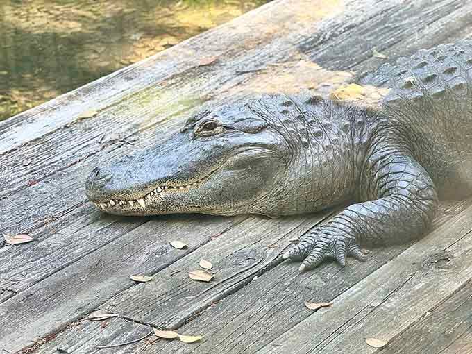 An alligator basking in Connecticut sunshine, proving retirement goals transcend species and state lines completely.