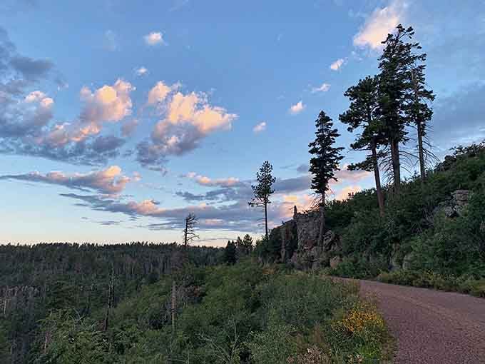 Forest roads that wind through trees like they're following some ancient, beautiful secret path.