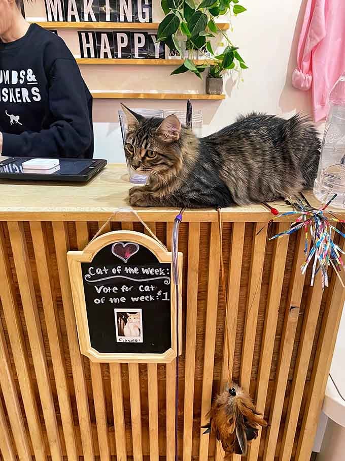 The front desk doubles as a VIP lounge for cats who've clearly mastered the art of customer service supervision.