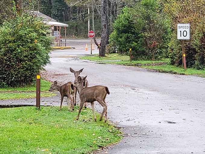 Deer casually strolling through the campground remind you that you're visiting their neighborhood, so mind your manners and your snacks.