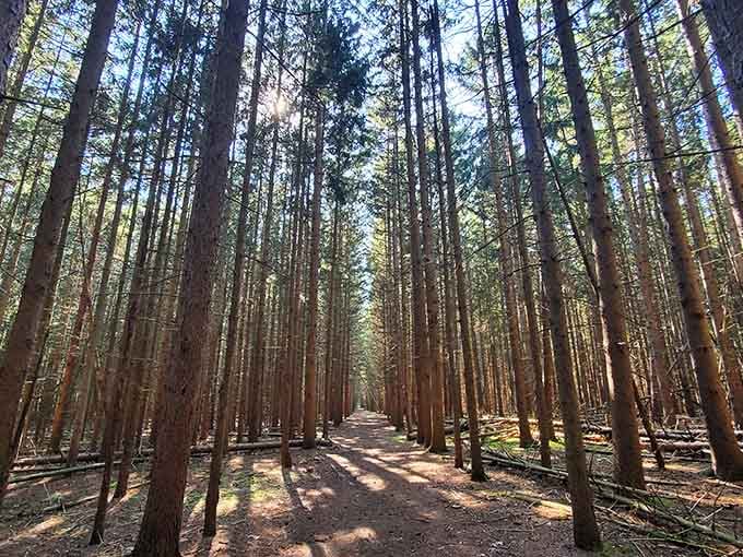 Cathedral-like pines stand at attention, nature's way of making you feel appropriately small and awed.