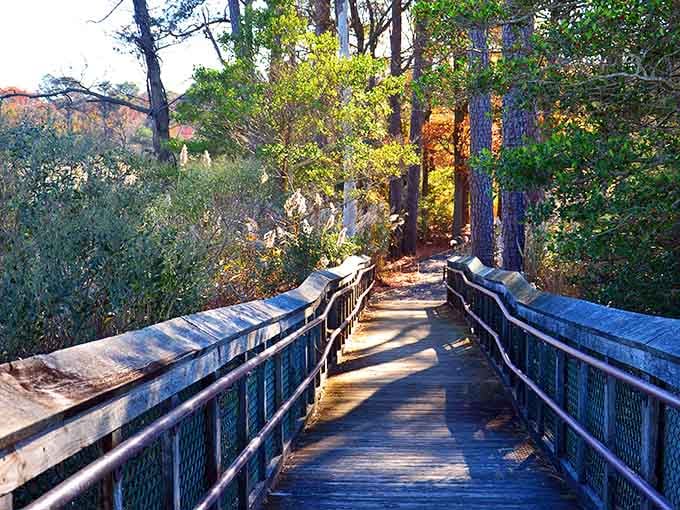 Forest trails wind through nature like peaceful hallways in the world's most beautiful building.