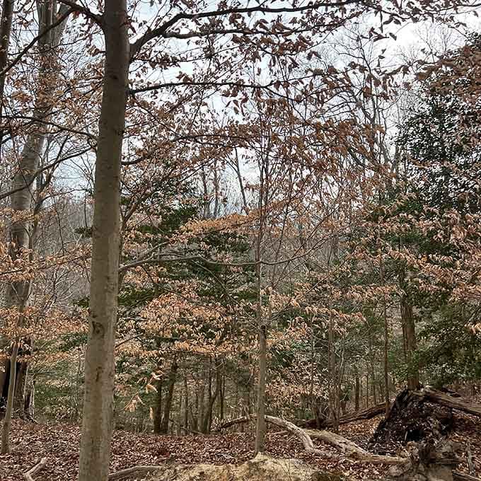 Autumn transforms the trail into a masterpiece, because apparently nature wasn't satisfied with just offering prehistoric shark teeth.