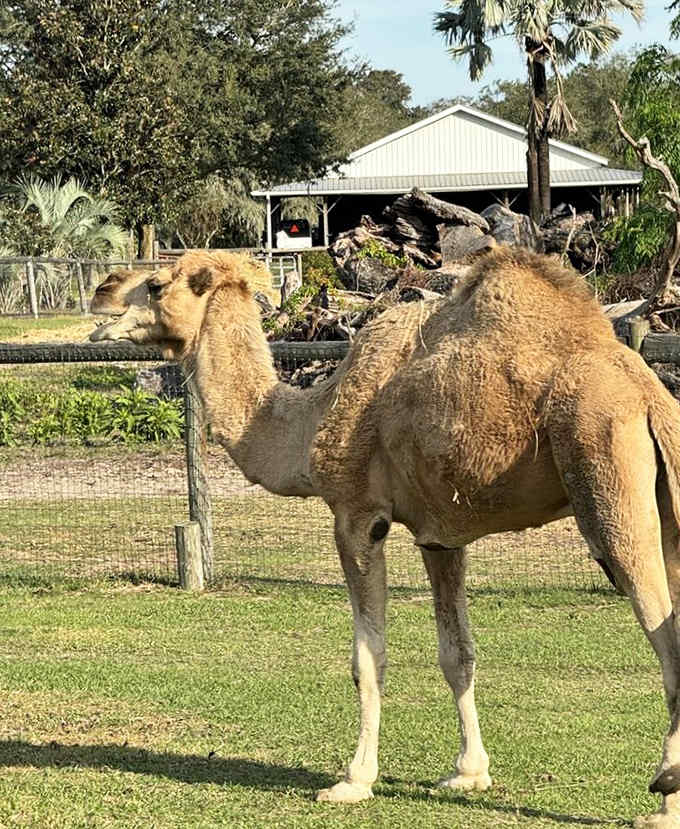 Camels lounge with that signature expression that says they're silently judging your entire life story.