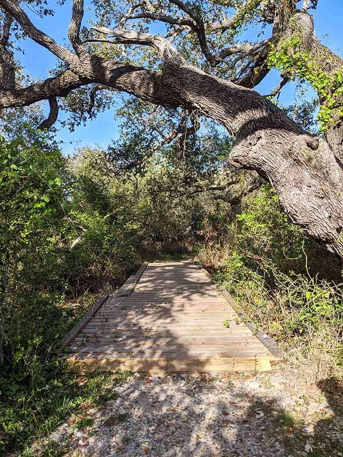 The boardwalk winds through coastal habitat where every turn reveals another reason to slow down and breathe deeply.