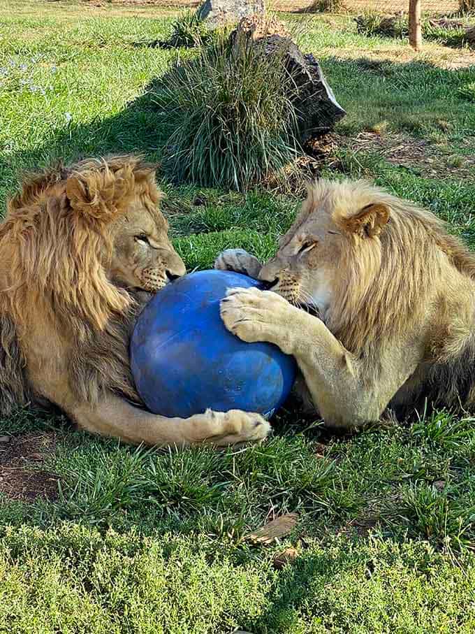 Two lions sharing a blue ball like it's the most fascinating toy ever invented. Pure joy, mane edition.