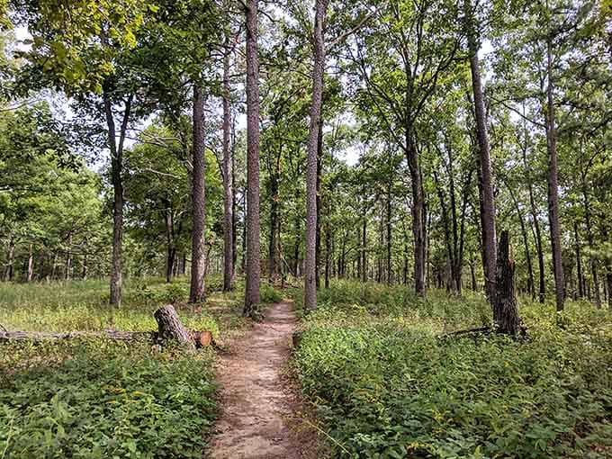 Pine-shaded paths stretch ahead, inviting you deeper into Missouri's surprisingly spectacular wilderness.