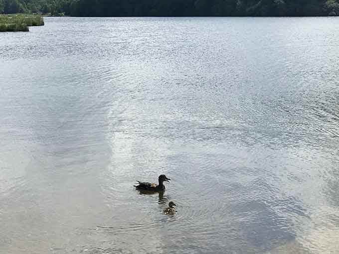 Mother duck leading the family tour, demonstrating that even wildlife appreciates a good scenic commute.