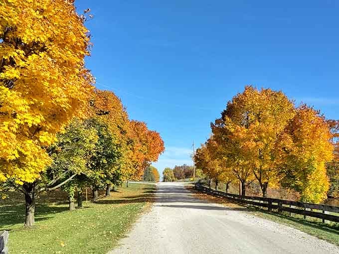That tree-lined approach road is basically autumn showing off, and we're absolutely here for the performance.
