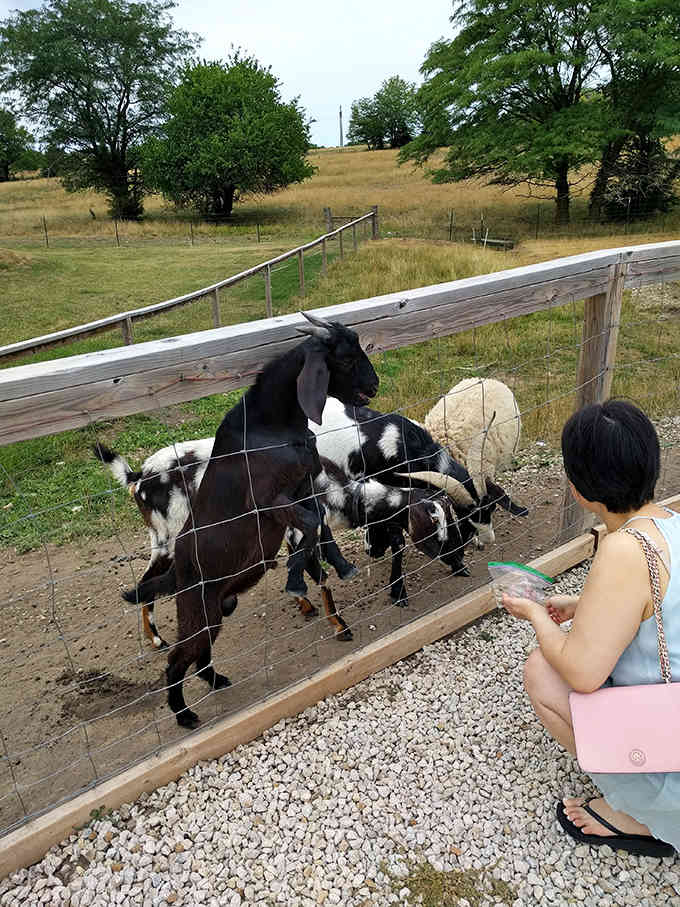 These friendly goats are basically the welcoming committee, and they take their jobs very seriously indeed.