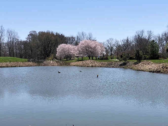 Ducks paddle across the pond, living their best life while you contemplate joining them in retirement.