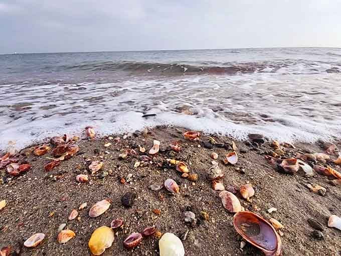 Seashells scattered along the shore offer free souvenirs that won't break your budget or your suitcase.