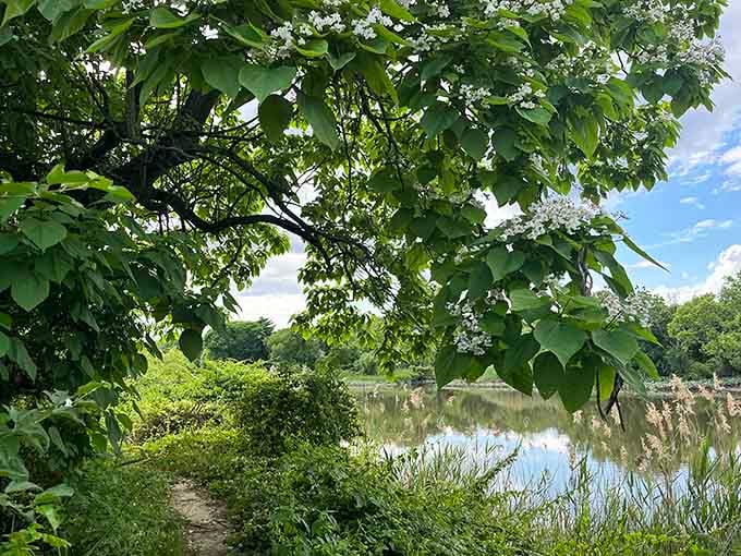 Northern catalpa blooms frame peaceful waters, creating scenes that belong on postcards nobody would believe.