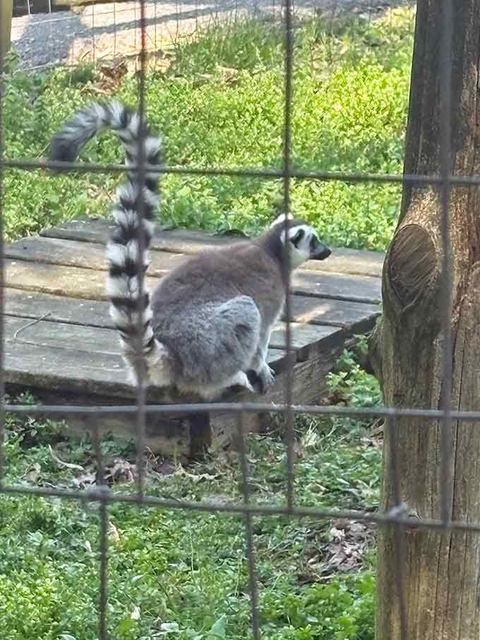 Ring-tailed lemurs living their best Kentucky life, probably wondering why everyone keeps asking about Madagascar.