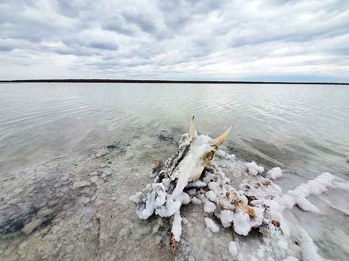 Even driftwood gets the salt crystal treatment here, transforming into natural sculptures that belong in a museum.