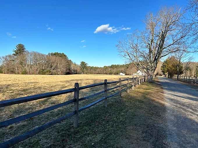 Open meadows bordered by split-rail fences remind us that Massachusetts was farmland long before suburbs.