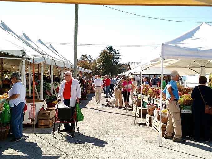 The farmers market buzzes with genuine community spirit and vegetables that actually taste like vegetables.
