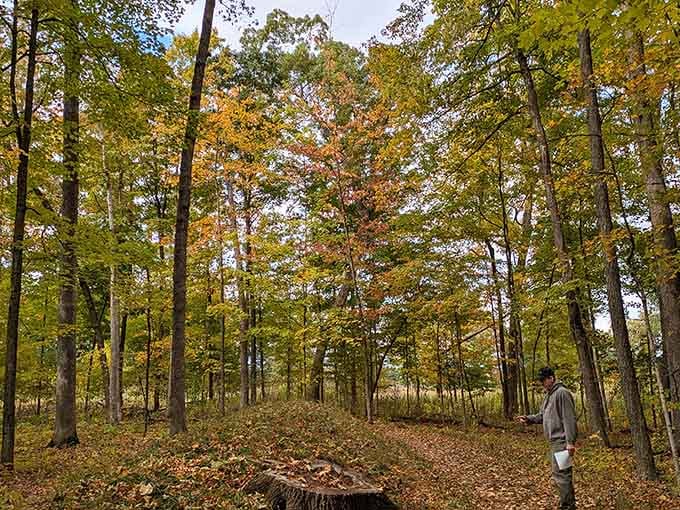 Fall transforms the forest into a cathedral of color, making those ancient mounds even more dramatic and photogenic.