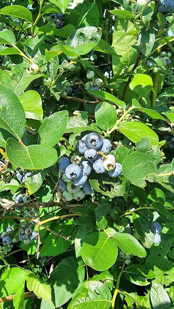 Blueberries ripening on the bush, each one a tiny burst of summer waiting for your container or mouth.
