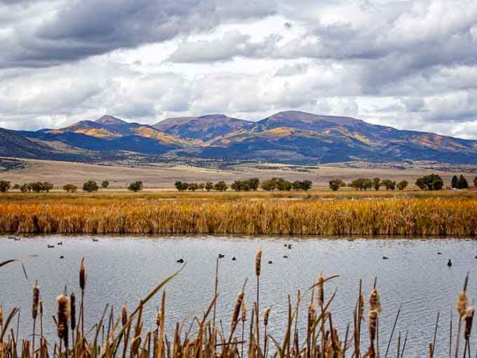 Cattails frame wetlands where waterfowl gather by the thousands, nature's own spectacular show with free admission daily.