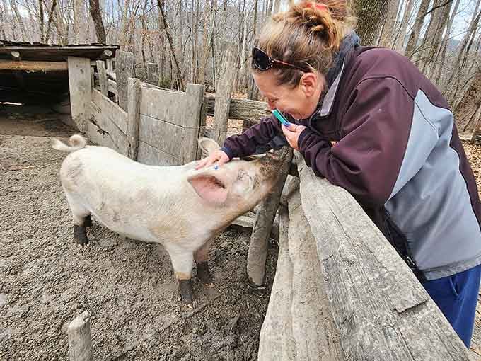 Making friends with heritage breed pigs proves that some connections transcend the centuries separating you.