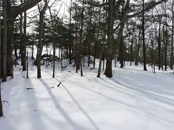 Winter transforms the landscape into a serene wonderland where tree shadows stretch across pristine Alabama snow.