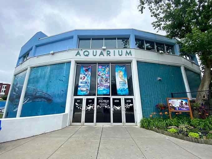 Aquarium of Niagara welcomes visitors to discover marine life without requiring a second mortgage for tickets.